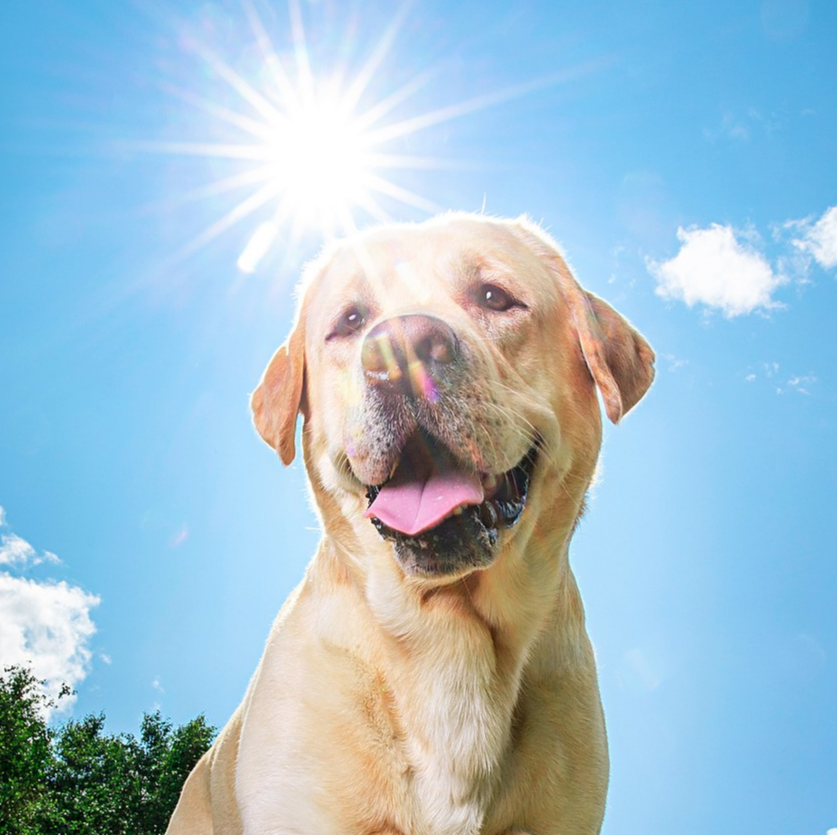 Os benefícios do sol para cães: Por que eles precisam de vitamina D ...